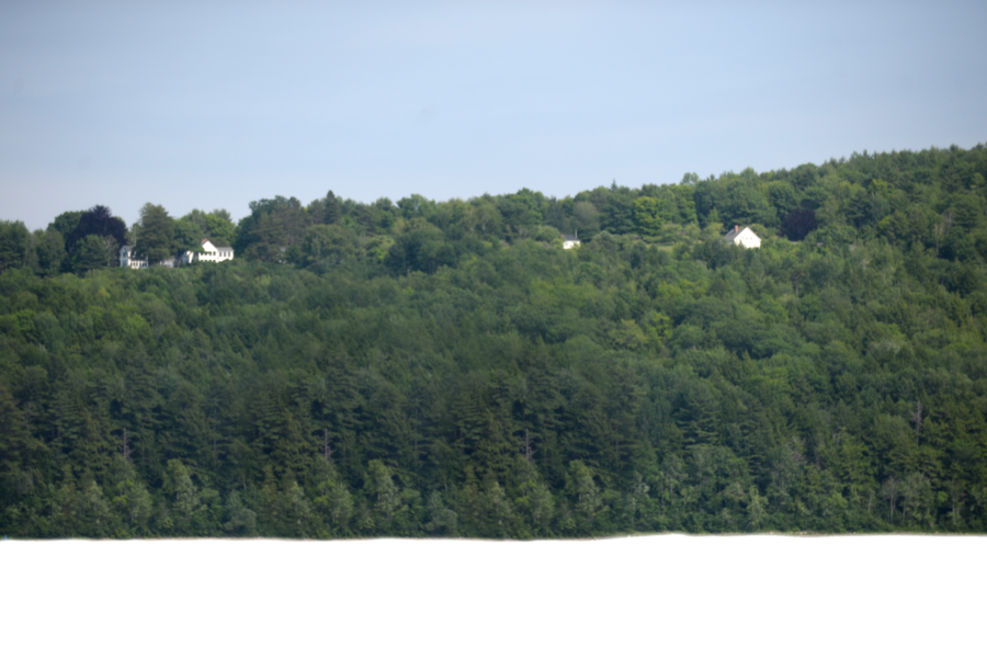 1-Trees - Camp Androscoggin